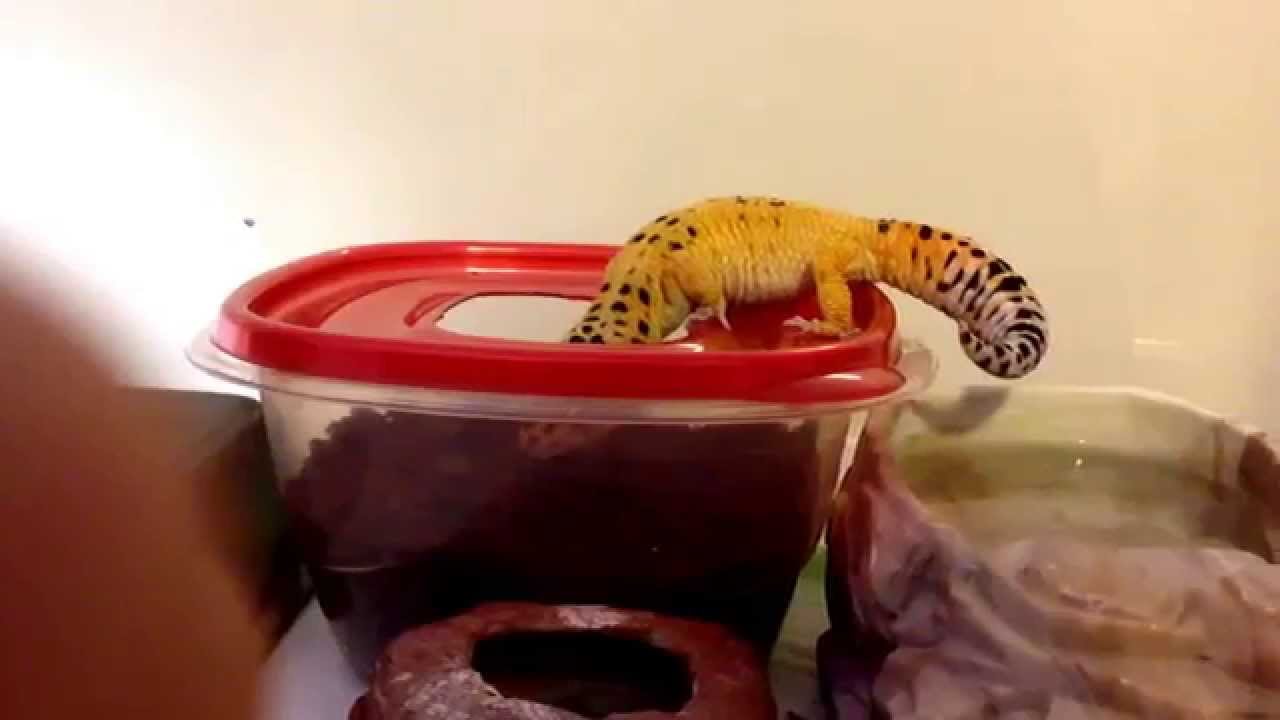 Stuart the leopard gecko checking out his new humid hide. - YouTube