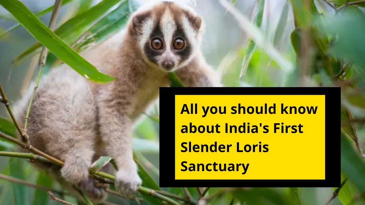 Know about India's First Slender Loris Sanctuary | Kadavur Sanctuary # ...