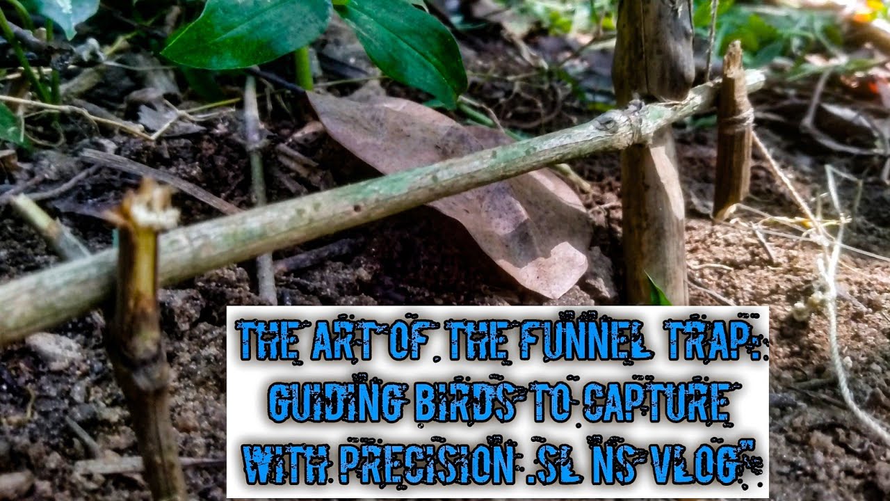 The Art of the Funnel Trap Guiding Birds to Capture With Precision.SL ...