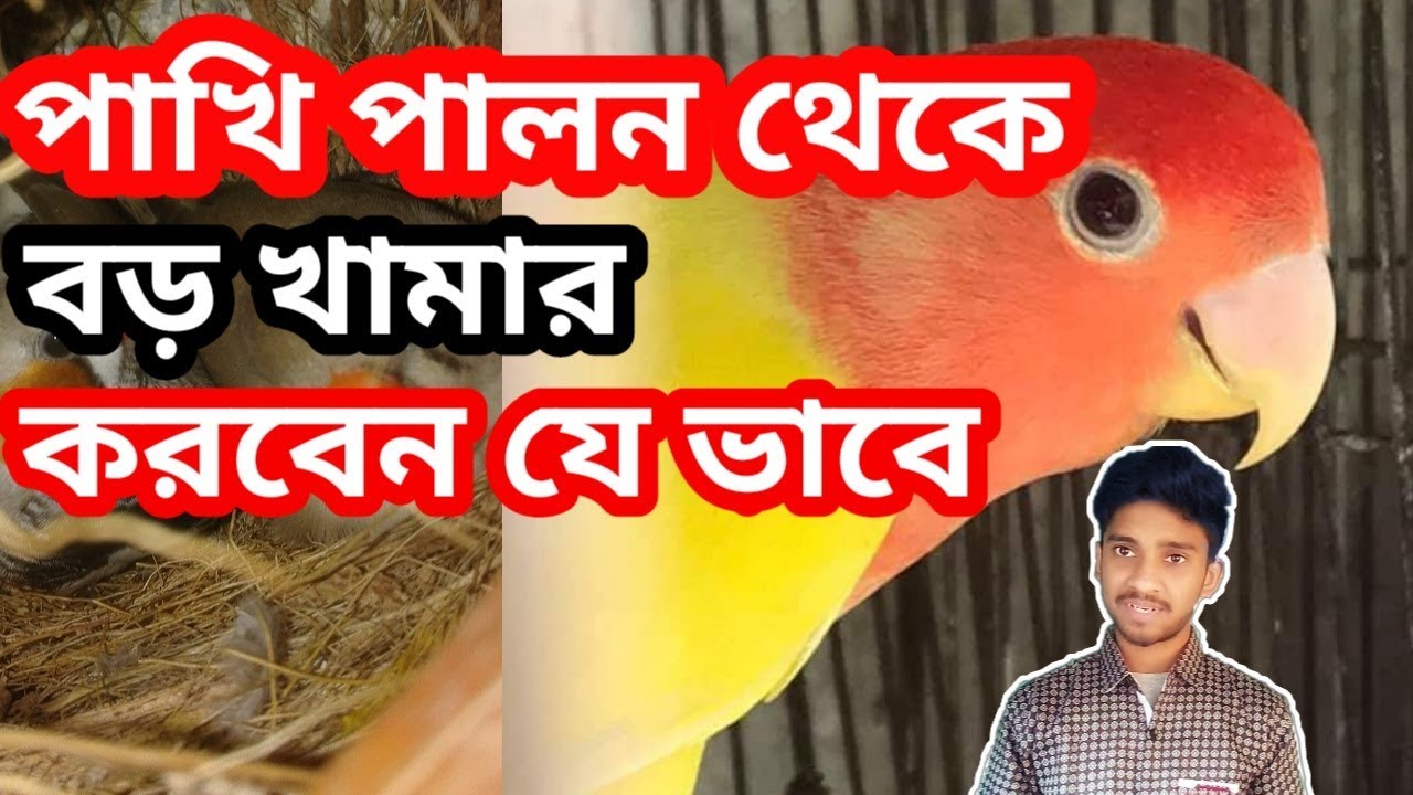 How to start a birds business BD, birds care and breeding bangla/ পাখি ...