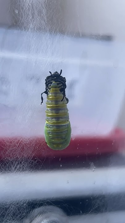 Caterpillar Transformation: Leave It or Move It? Hanging on the Side of ...