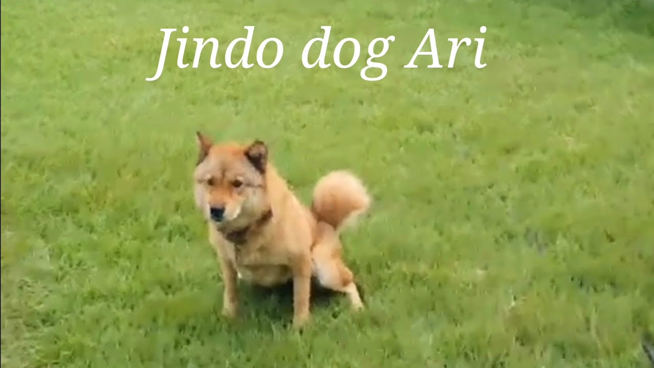 진돗개 아리 / Jindo dog Ari - YouTube