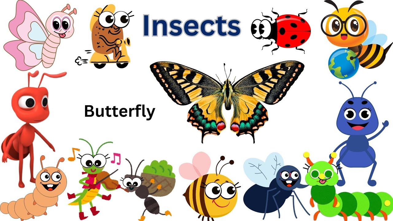 Insects names in English with pictures |Insects names |Insects Pictures ...