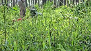 Time-lapse wiregrass photosynthesis measurements 