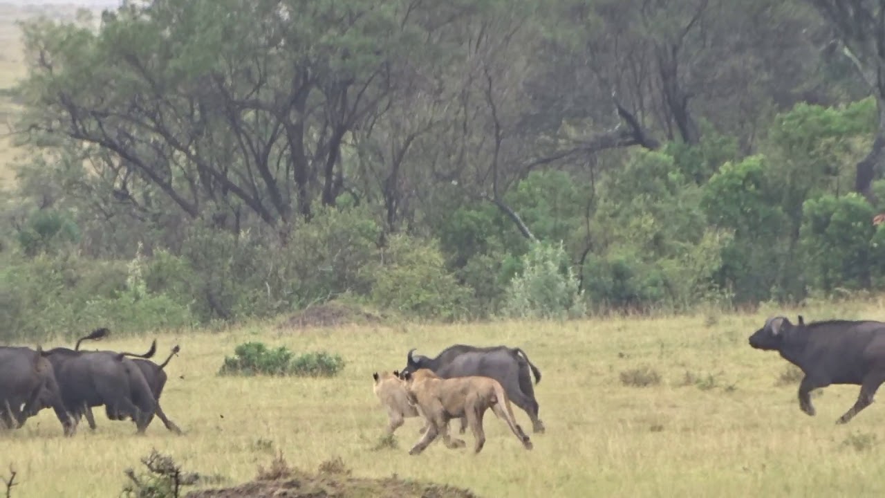 Lion hunt - YouTube