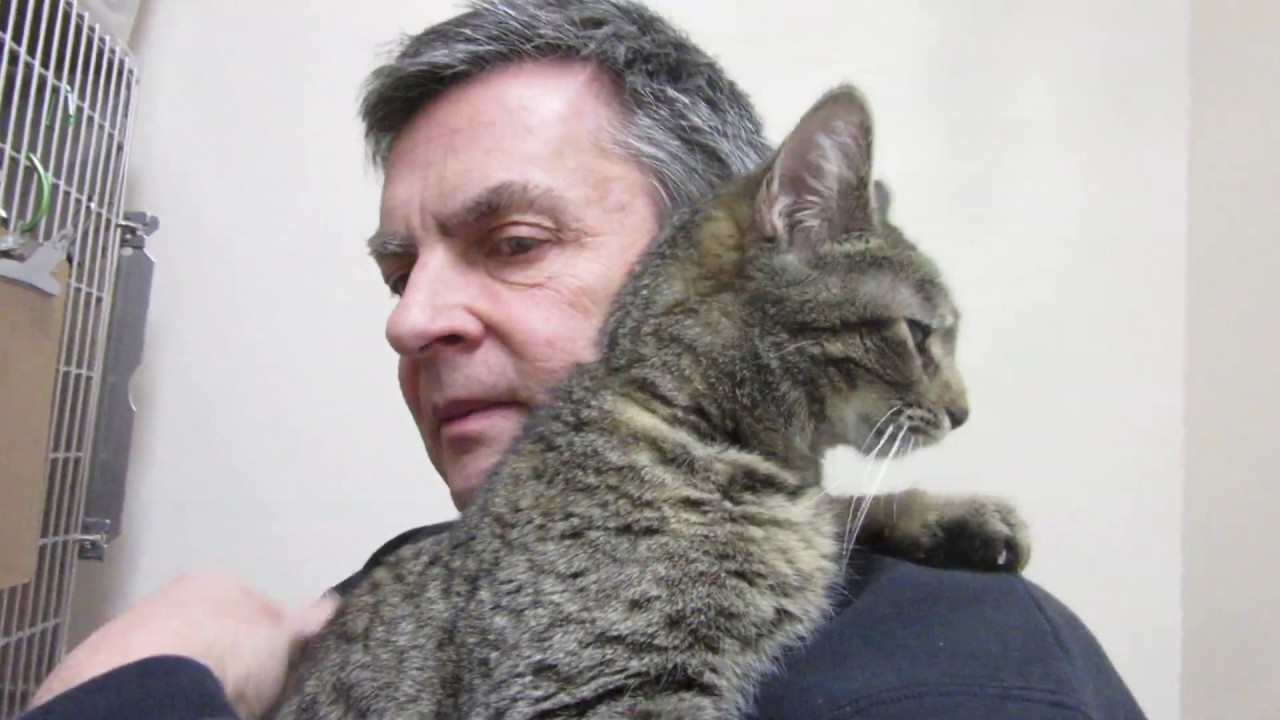 ADOPTED-Smitty is so small and sweet. Young Beautiful kitty at Noah's ...