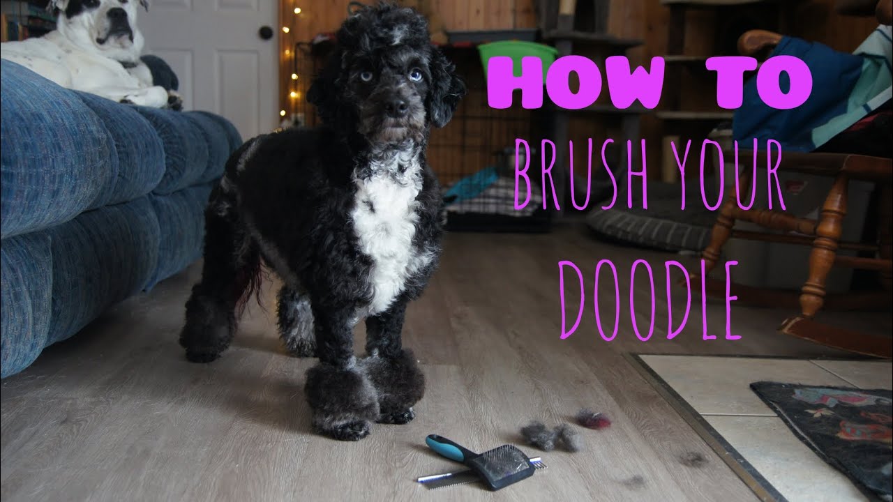 HOW TO brush your DOODLE - YouTube