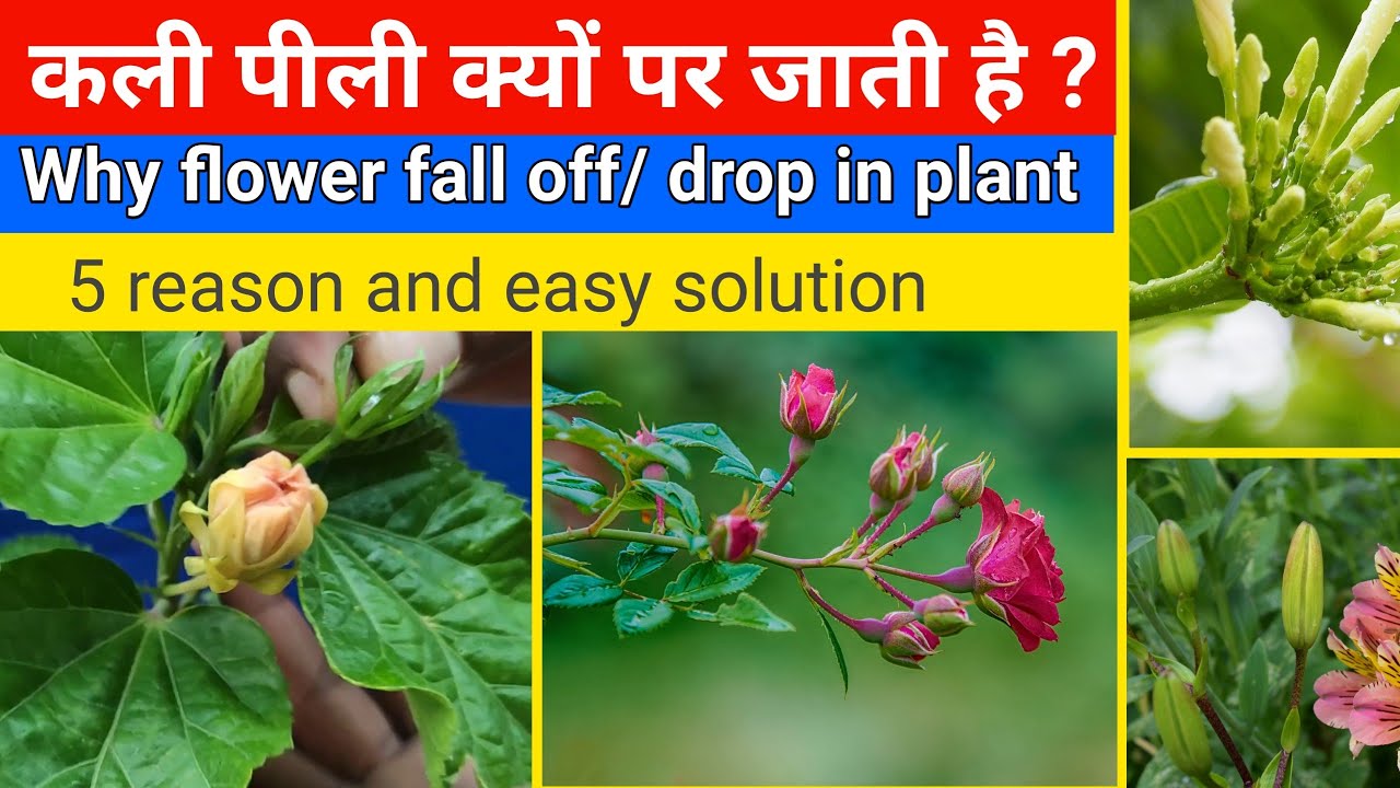 कलिया पीली क्यों पर जाती है ? why flower fall off / drop in plant ,5 ...