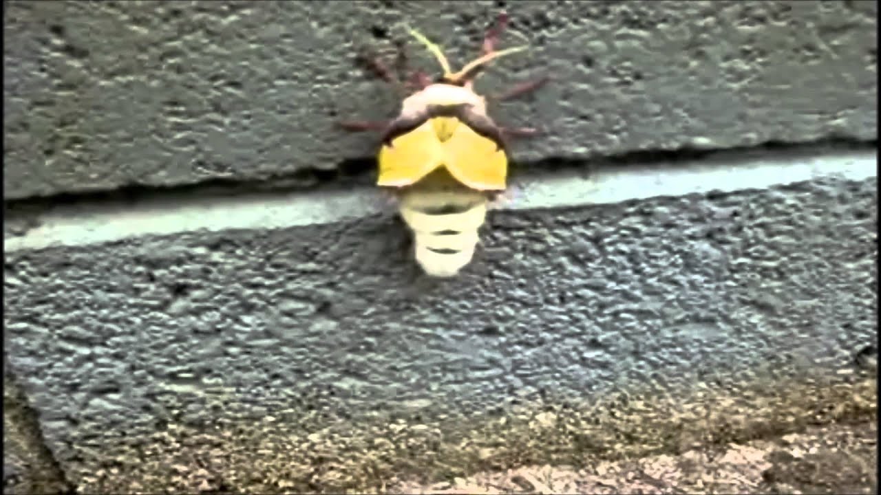 Luna Moth Emerges From Pupa - YouTube