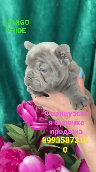 французский бульдог лиловые голубые щенки продажа