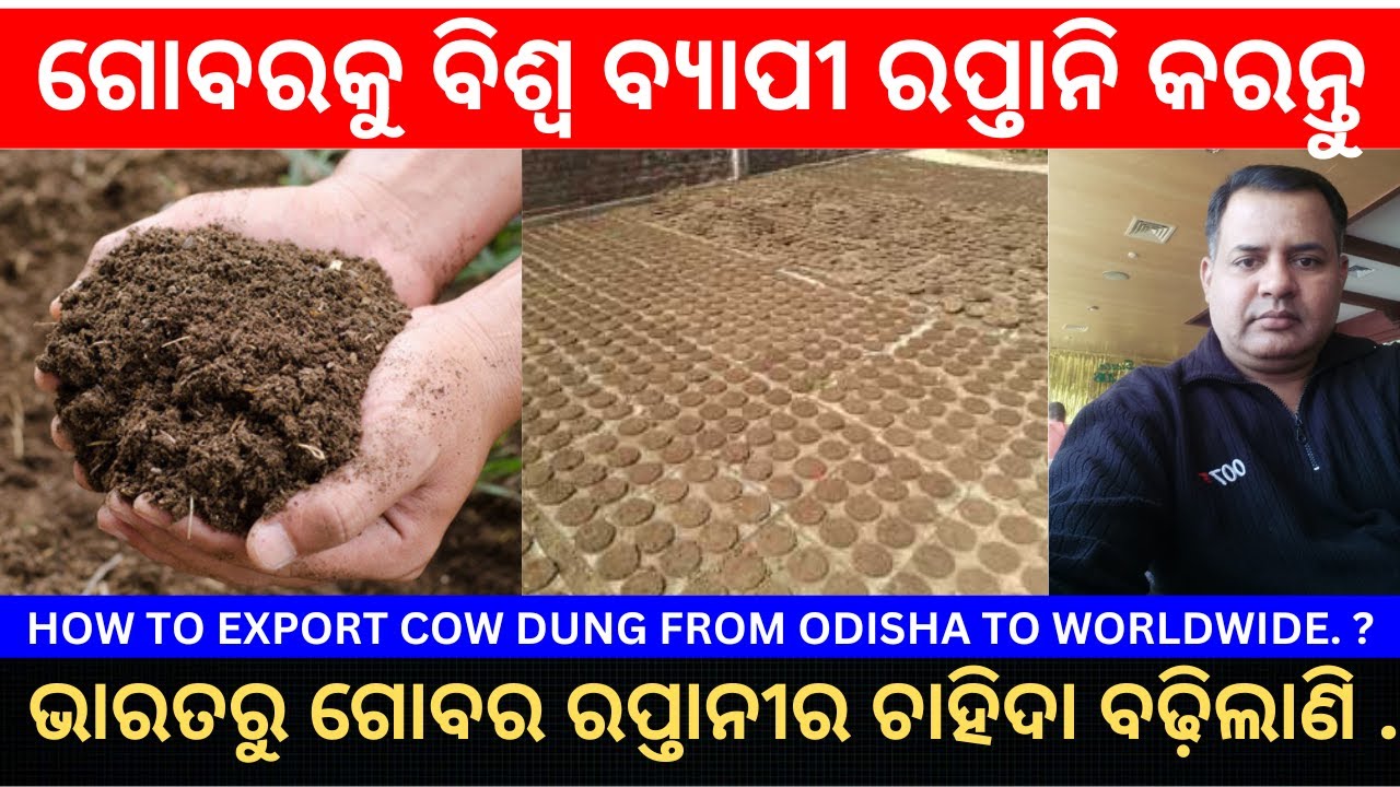 BIG DEMAND FOR COW DUNG EXPORT FROM INDIA - EXPORT COW DUNG. AMO TV ...