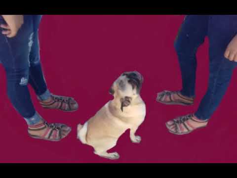 ¿como educar a tu pug? trucos para educar un perro - YouTube