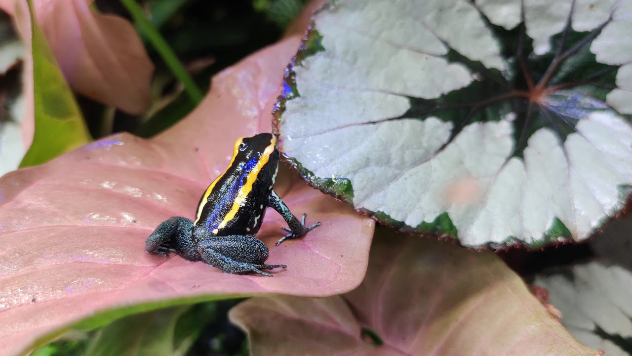 Phyllobates Vittatus Calling 3 - YouTube