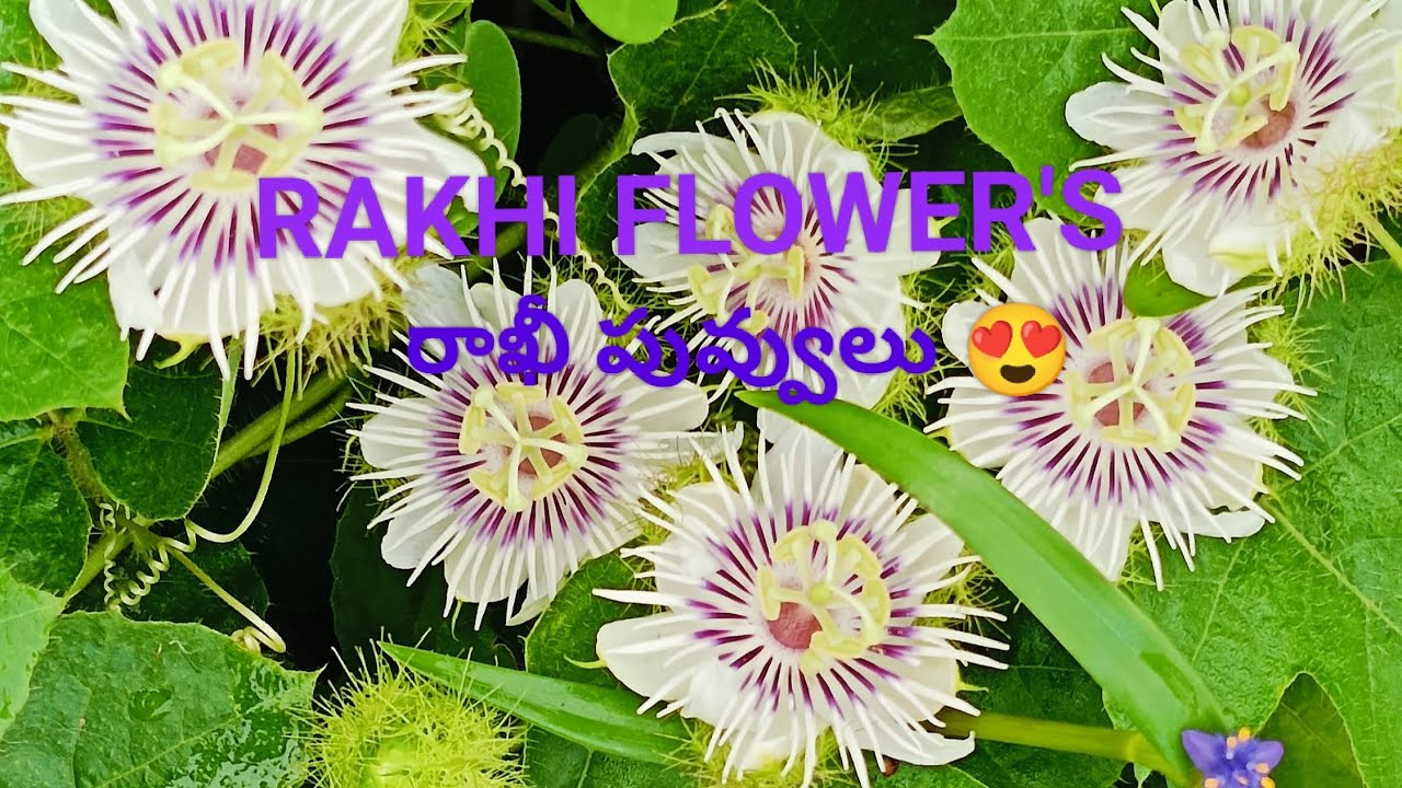 @PASSION FLOWERS @RAKHI FLOWERS. కౌరవులు పాండవులు త్రిమూర్తులు ఫ్లవర్స్ ...
