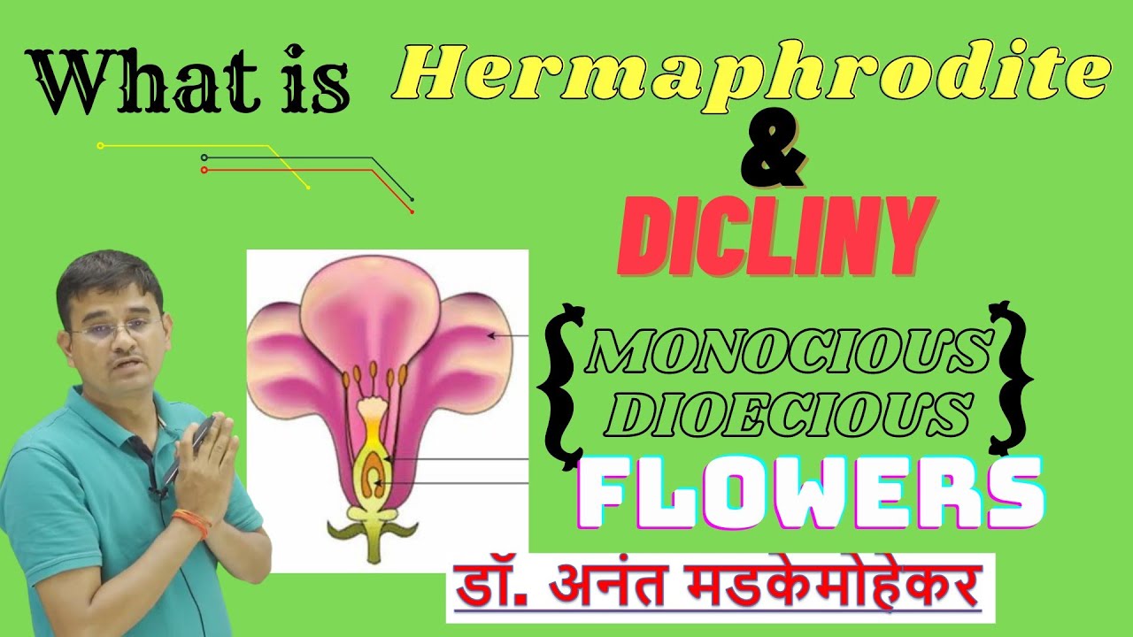 Hermaphrodite and Dicliny flower's | Types of flowers - YouTube