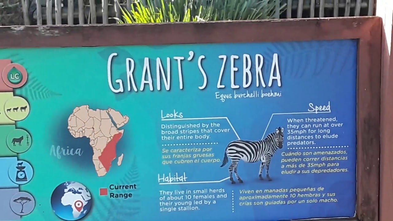 Miami Zoo funniest moments #1 - YouTube