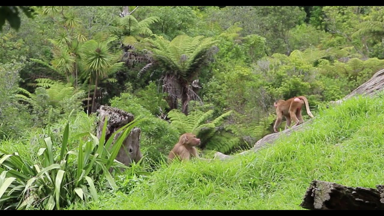 Baby Baboon Monkeys Playing Yesterday In Auckland Zoo - YouTube