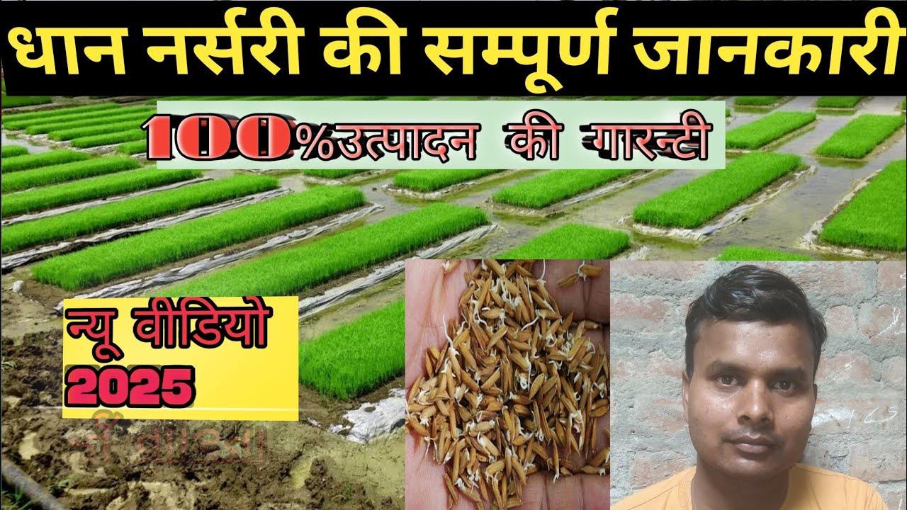 Dhan Ki Kheti || धान की नर्सरी बोने का सही तरीका 2025 | Dhan ki nursery kaise taiyar kare ...
