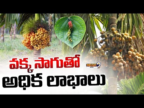 వక్క సాగుతో అధిక లాభాలు | Betel Nut Farming Profit in Telugu | Vakka Sagu | Mega9agri
