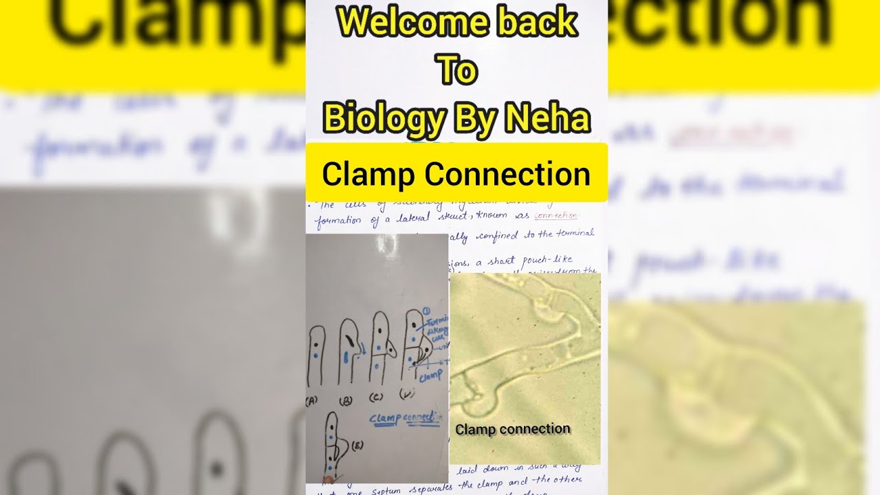 Clamp Connection l Cell division in Basidiomycotina l UPSC botany l M ...