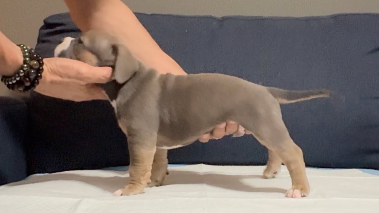 Hawaii pocket bullies 5 weeks old - YouTube