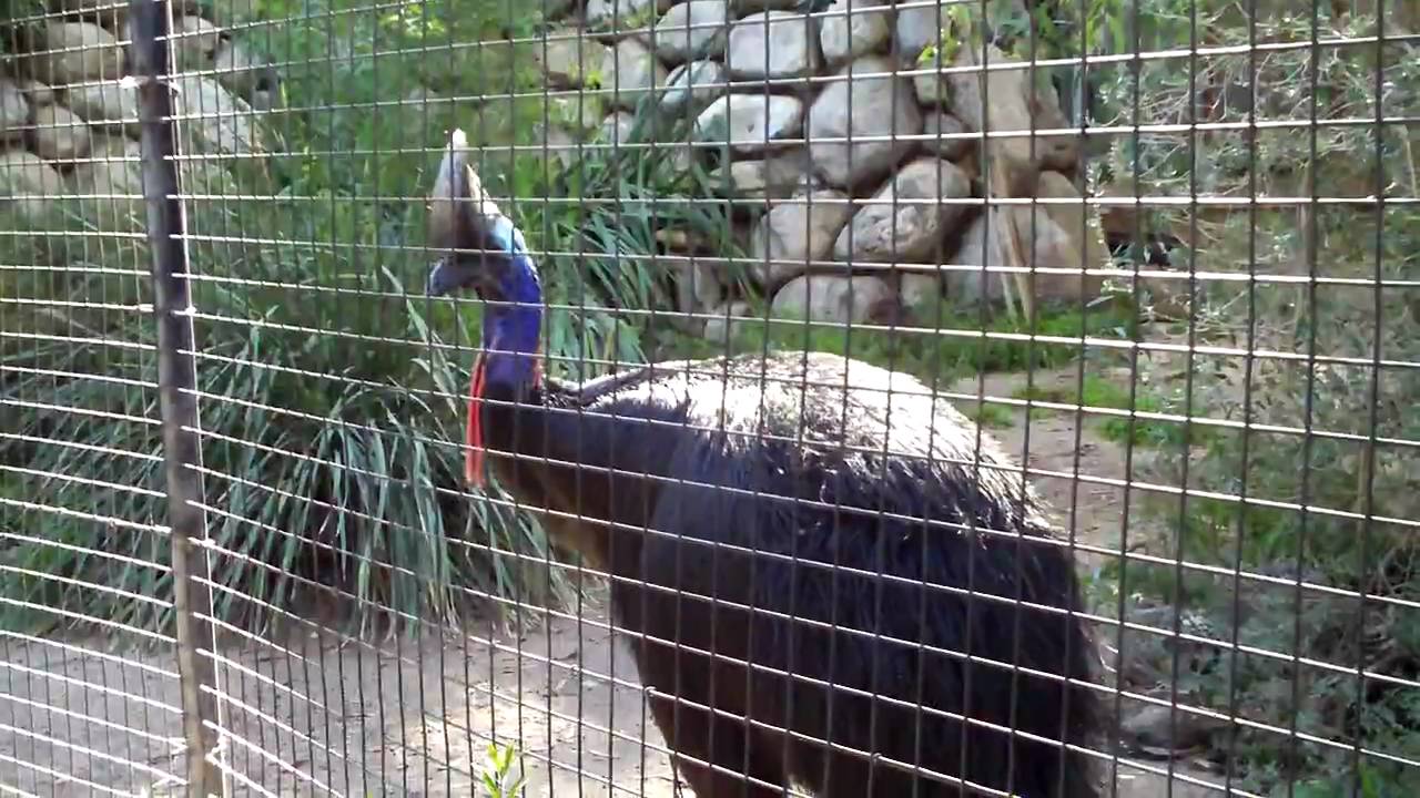 Cassowary at the LA Zoo - YouTube