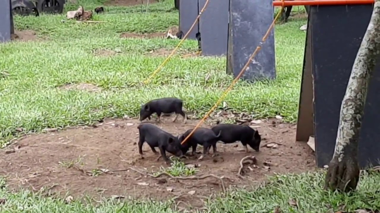 Native Baboy Updates | Native Pigs | FarmBoyEh - YouTube
