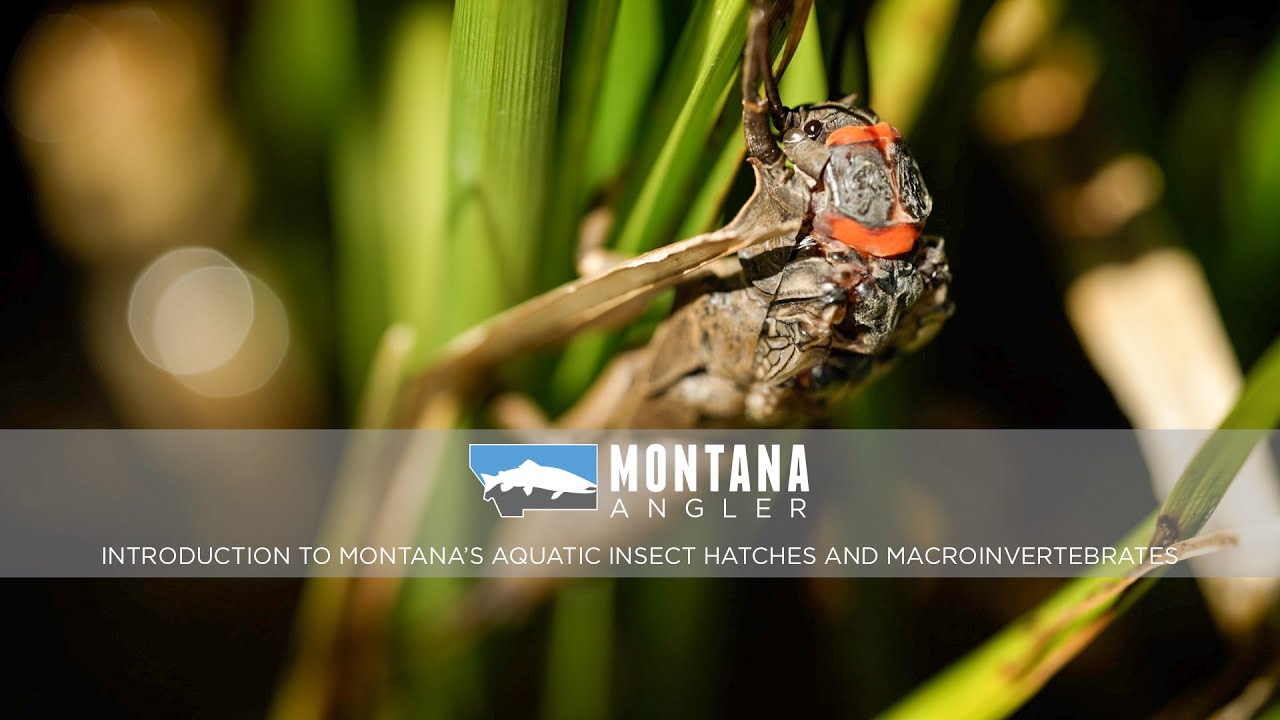 Learn to Fly Fish: Introduction to Montana's Aquatic Insect Hatches and ...