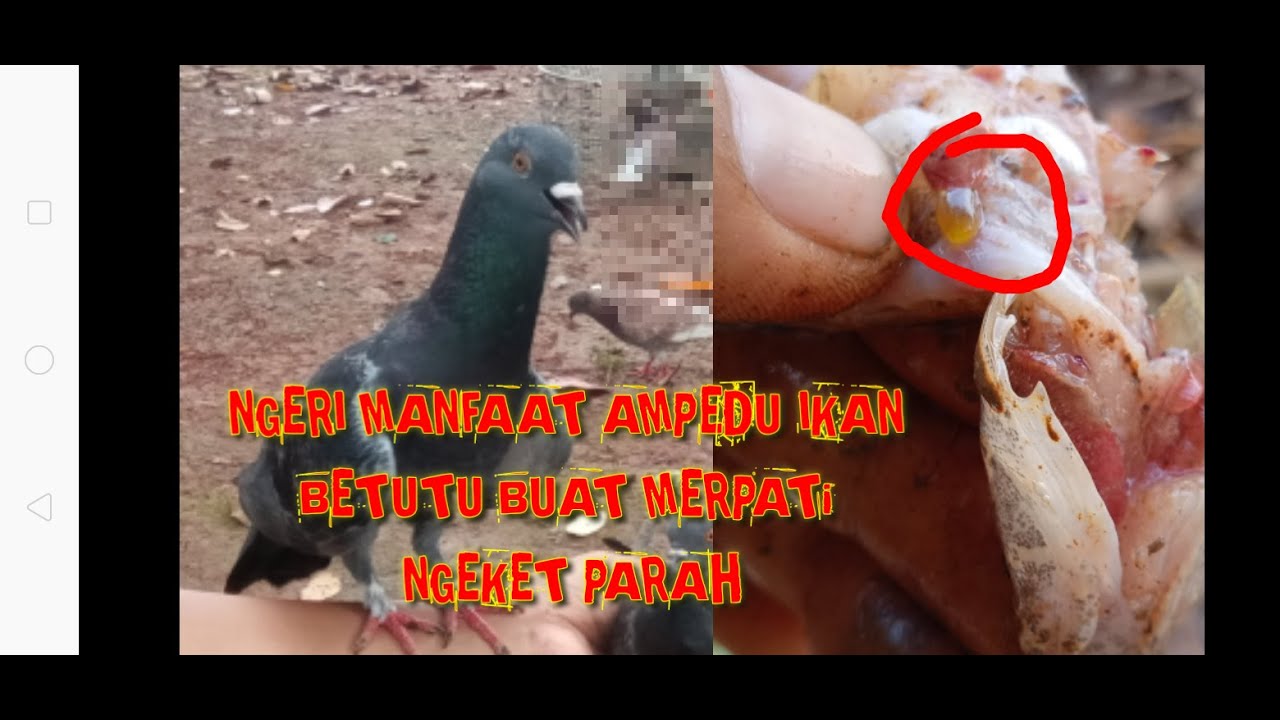Cara buat Merpati giring ngeket pake empedu ikan - YouTube