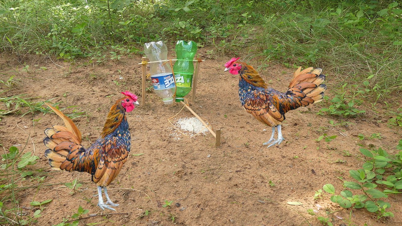 Method Creative Easy DIY Chicken Trap Using from Two IZE Lemon Bottle ...