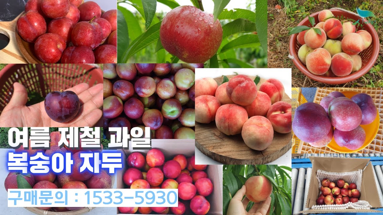 신바람 농산물 협력농가 판매상품 여름 제철과일 모음 복숭아 자두 판매 중고트랙터 중고농기계 경운기 관리기 스키로더 굴삭기