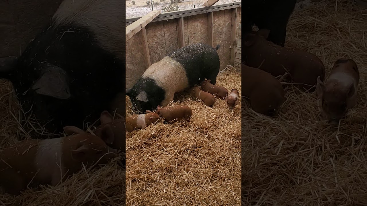 Hamp Gilt Piglets - YouTube