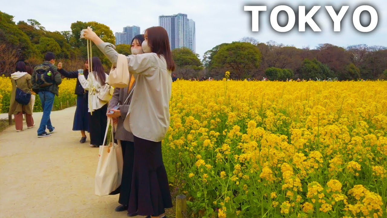 [4k] Tokyo - Walking in Hamarikyu Gardens. Field of rape blossoms in ...
