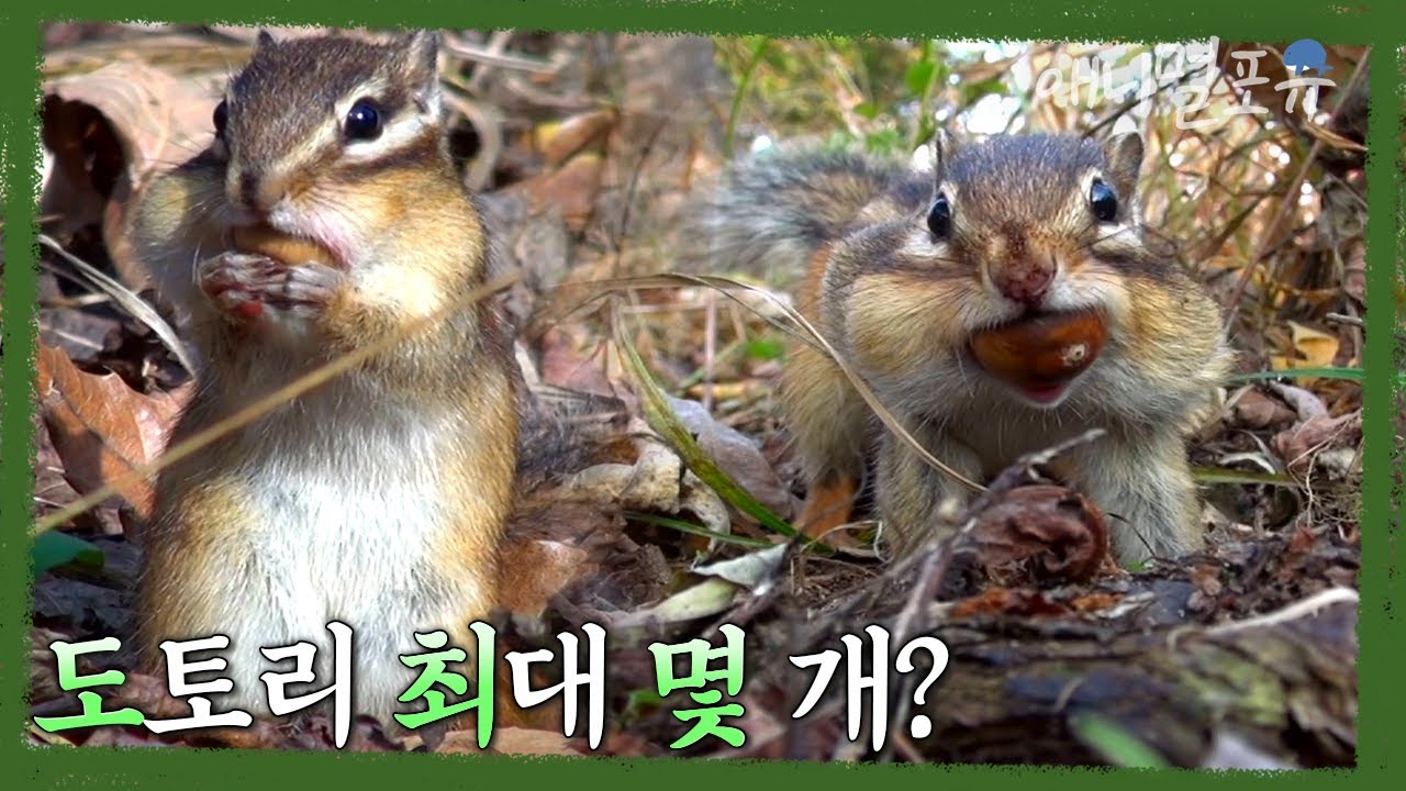 다람쥐 입에는 도토리가 몇 개나 들어갈까? 산골짝 다람쥐의 도토리 쟁탈전 🐿️💥 | KBS 환경스페셜 121128 방송 ...
