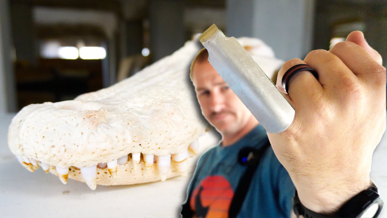 How to clean an ALLIGATOR Skull - YouTube