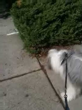 Cat and Dog Play Hide and Seek - YouTube