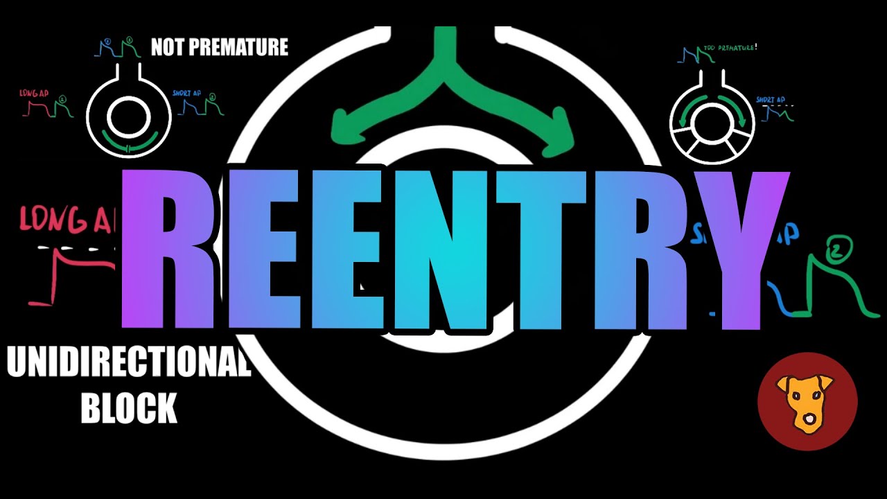 Reentry EXPLAINED: Electrophysiology, Mechanisms & Unidirectional Block ...