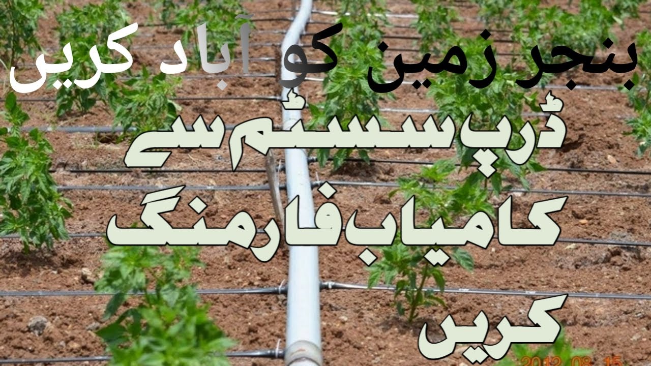 DRIP IRRIGATION SYSTEM IN PAKISTAN | DRIP IRRIGATION SYSTEM | BEST ...