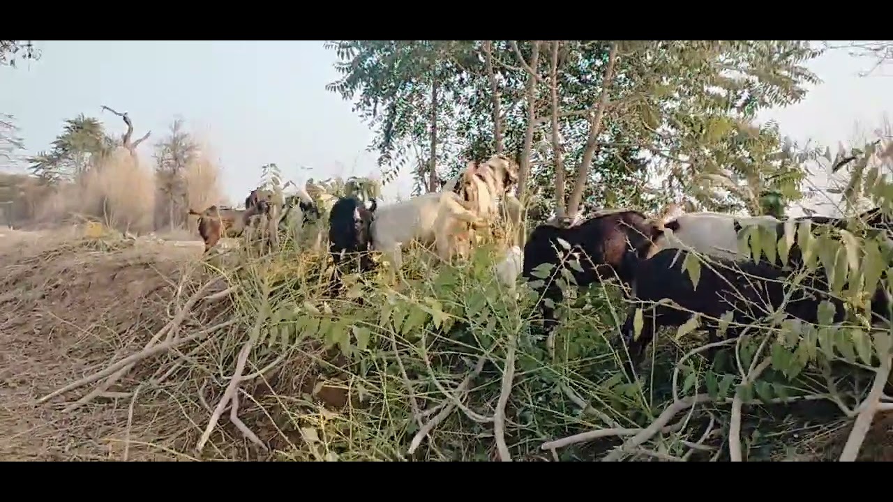 #bakari bakri sounds videos - YouTube