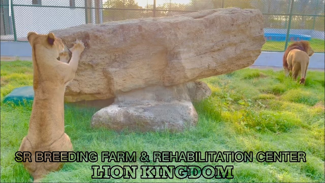 Barbary Lion Pair | Simba & Lara at Farm 🔥 - YouTube