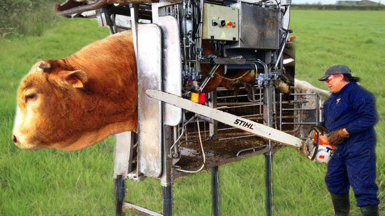 How Cow Give Birth BABY CALF BEING BORN Incredible Modern Cows Milking ...