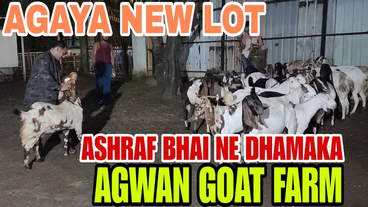 Agaya New Lot Agwan Goat Farm Ashraf Bhai Ne Diya Dhamaka Bhiwandi ...