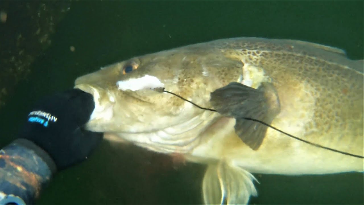 Spearfishing Norway, August 2023 - YouTube