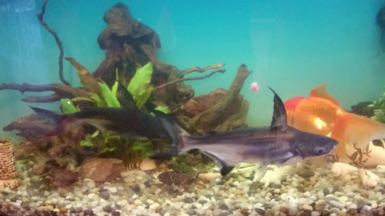 Sum rekini - YouTube