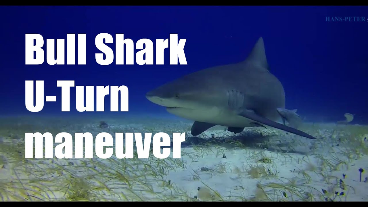 Dive Bahamas #19 - Bull shark turning maneuver / Bull shark U-Turn ...