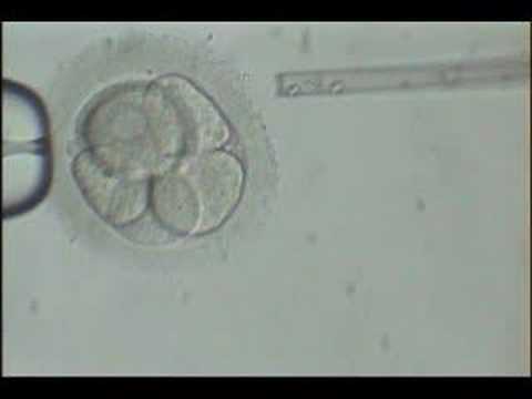 Helping the embryo to hatch - YouTube
