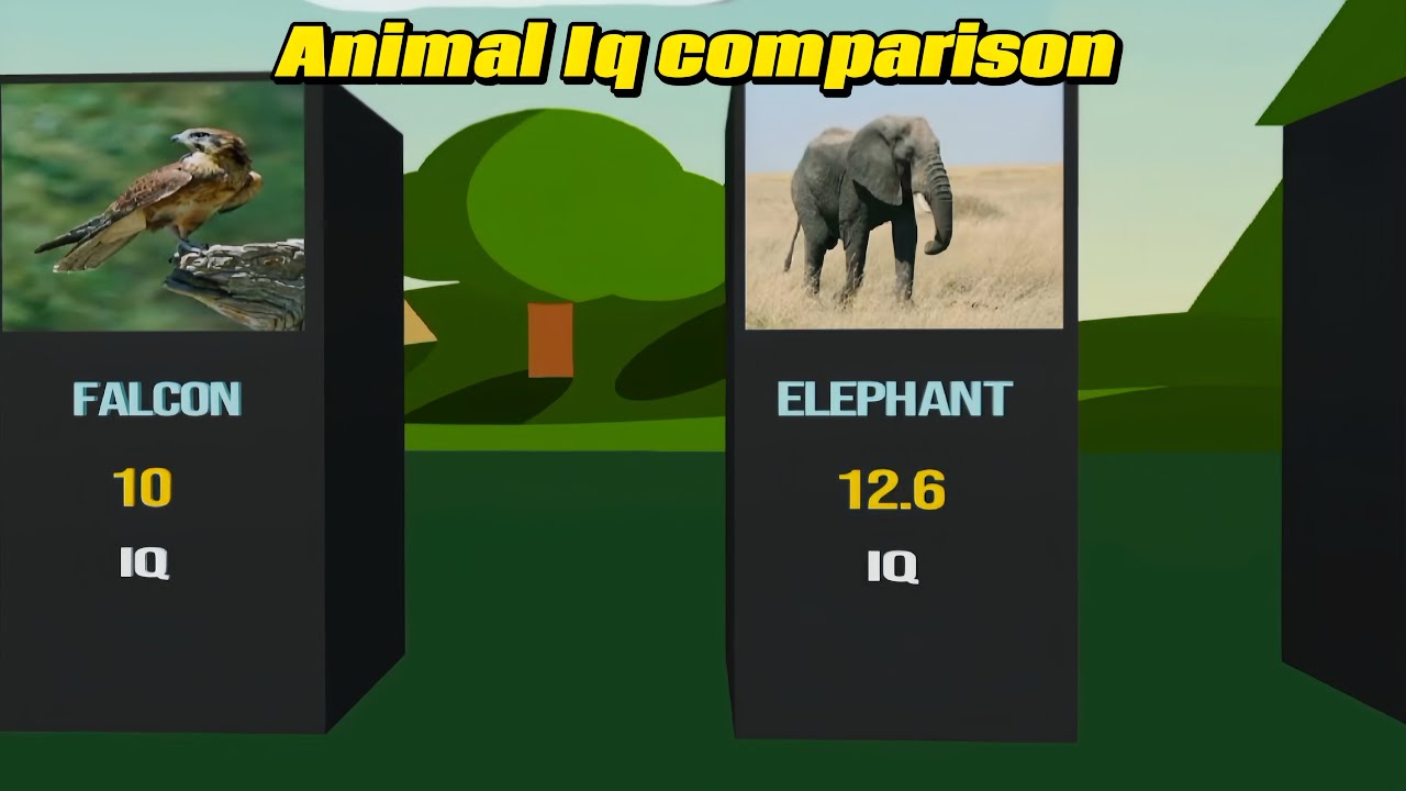 Animals Intelligence Comparison! Comparison video - YouTube