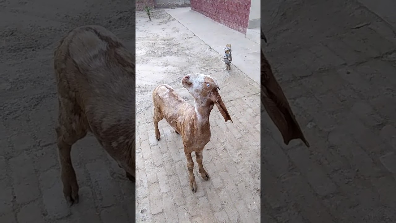 Star Gazing Goats - YouTube