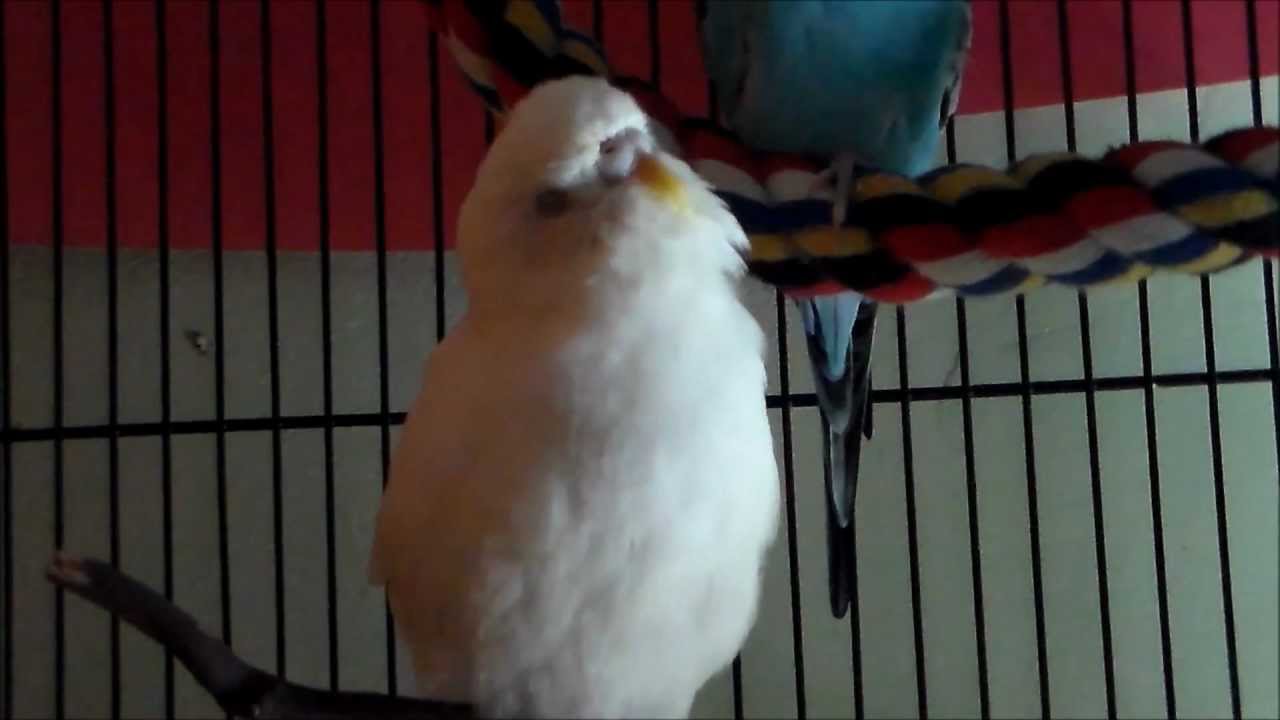 budgies; fluff being adorable - YouTube