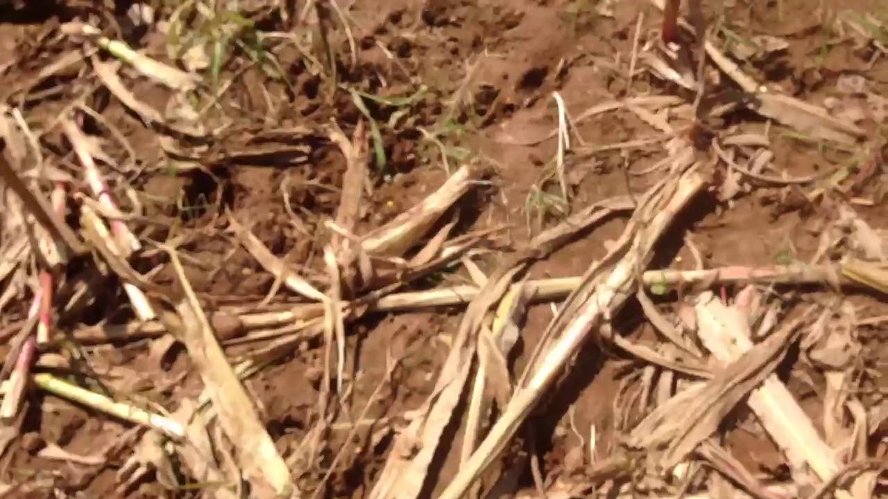 Chopping 1 load of corn silage in the mud!! - YouTube